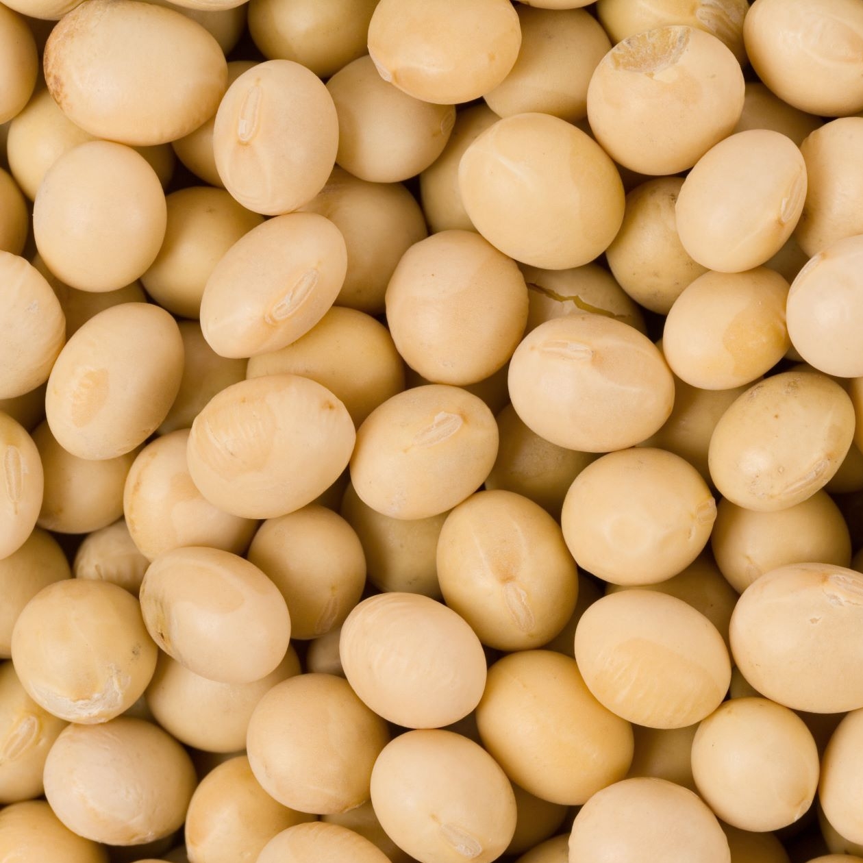 Food Ingredient Products - US NISSHIN SHOKAI